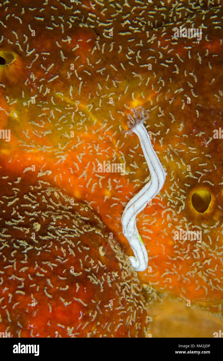 Spionidae hi-res stock photography and images - Alamy