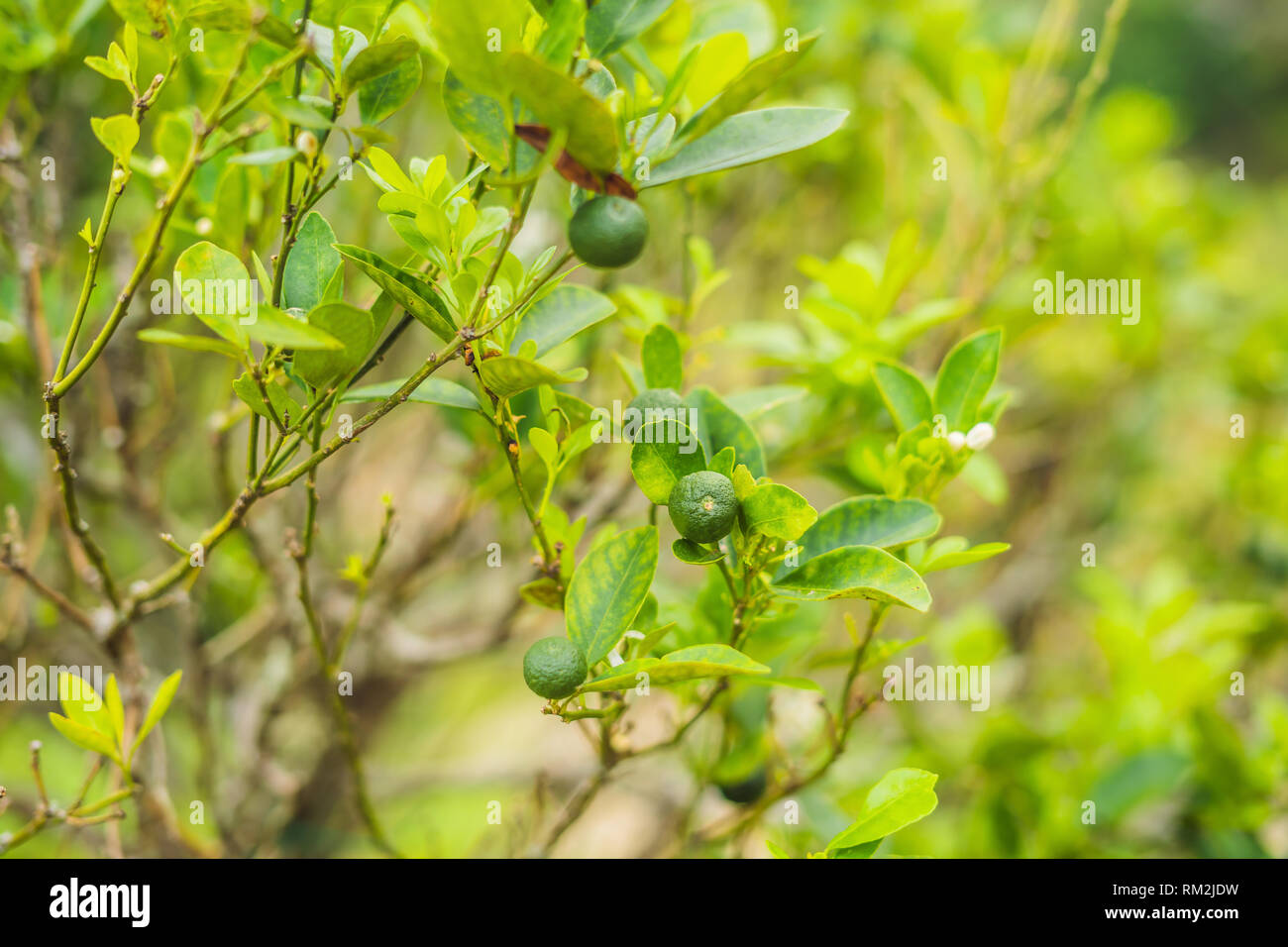 Green limes on a tree. Lime is a hybrid citrus fruit, which is ...