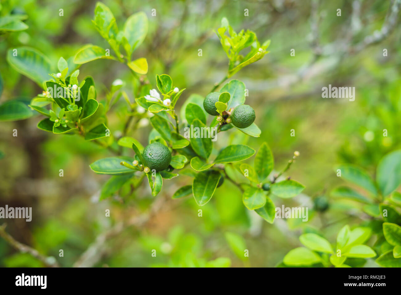 Green limes on a tree. Lime is a hybrid citrus fruit, which is ...
