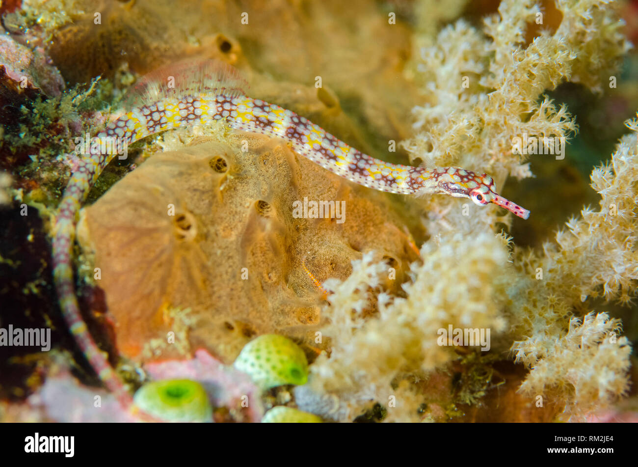 Undescribed Pipefish, Corythoichthys sp, Kaino's Treasure dive site ...