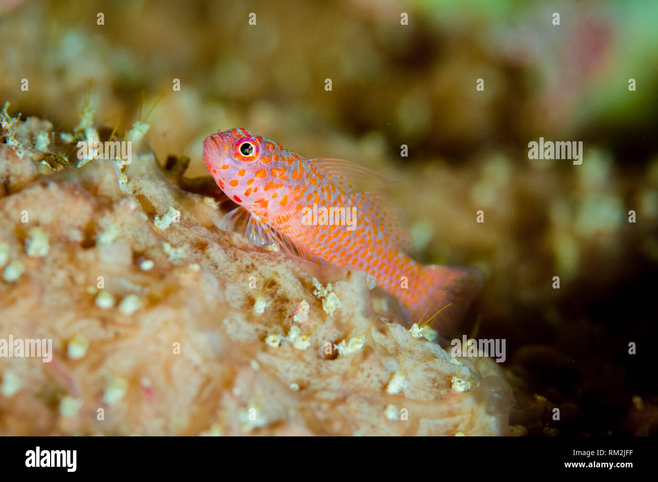 Greybearded Pygmy Goby, Trimma annosum, Batu Angus dive site, Lembeh ...