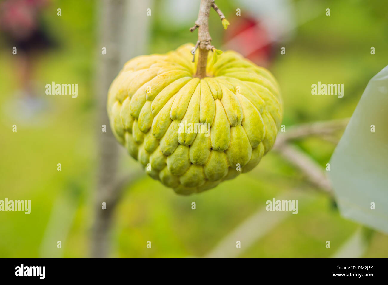 Cherimoya fruit tree hi-res stock photography and images - Alamy