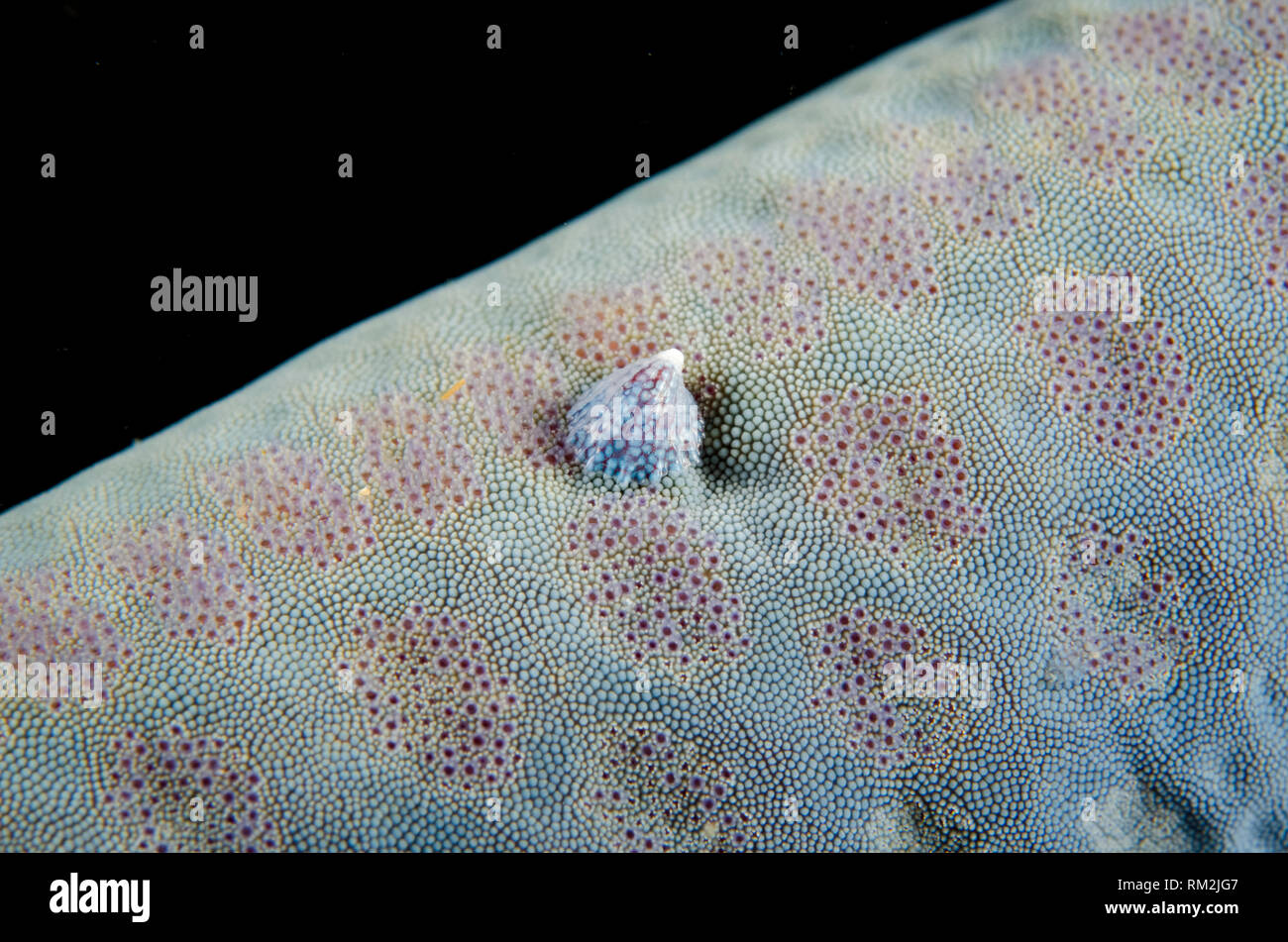 Parasitic Snail, Thyca cristallina, on Blue Starfish, Linckia laevigata ...