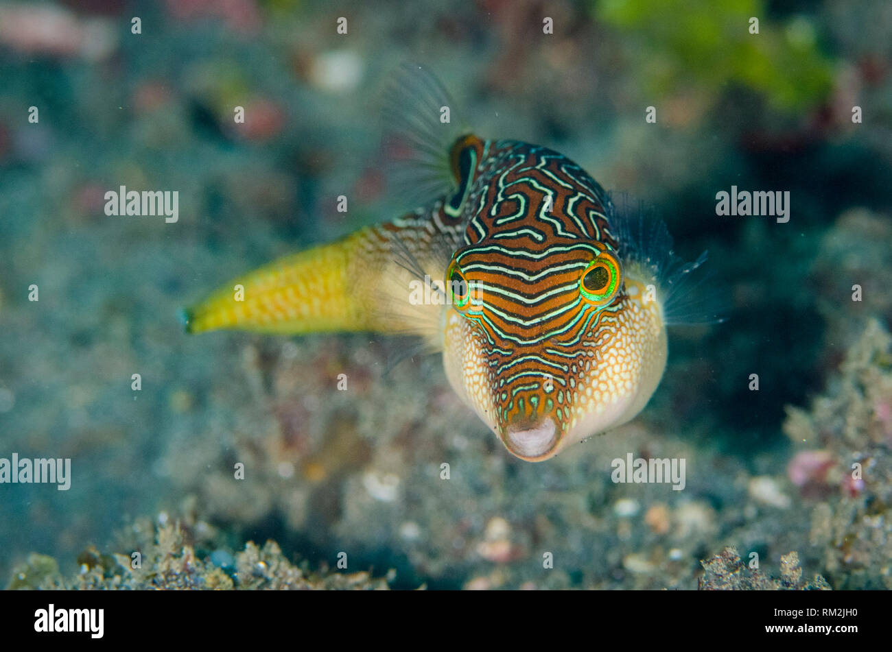 Compressed Toby, Canthigaster compressa, Aer Perang dive site, Lembeh ...