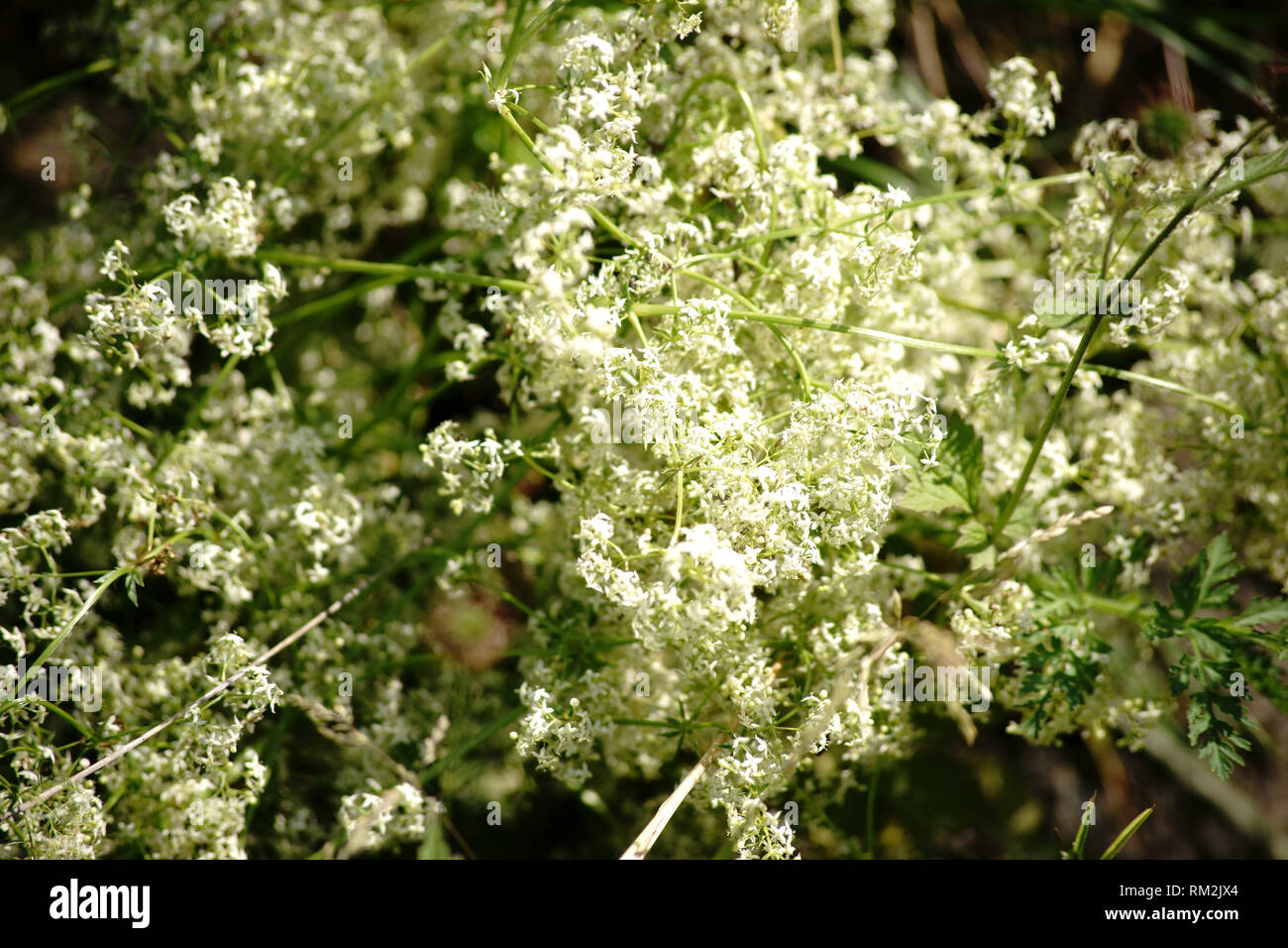 The top view of a wild meadow with the white flowers of the yarrow ...