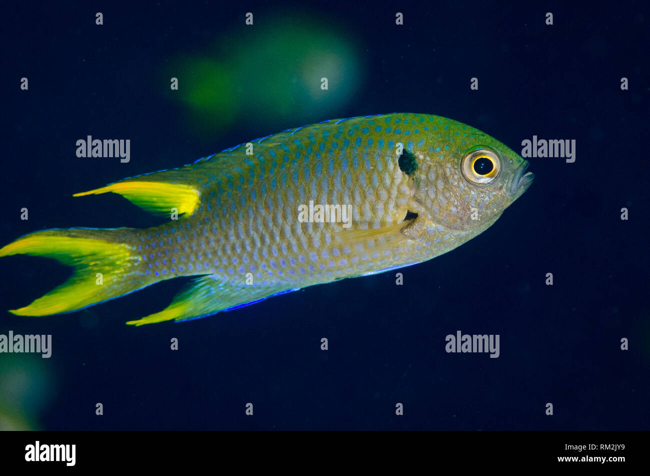 Regal Demoiselle, Neopomacentrus cyanomos, Raining Anchovies dive site ...