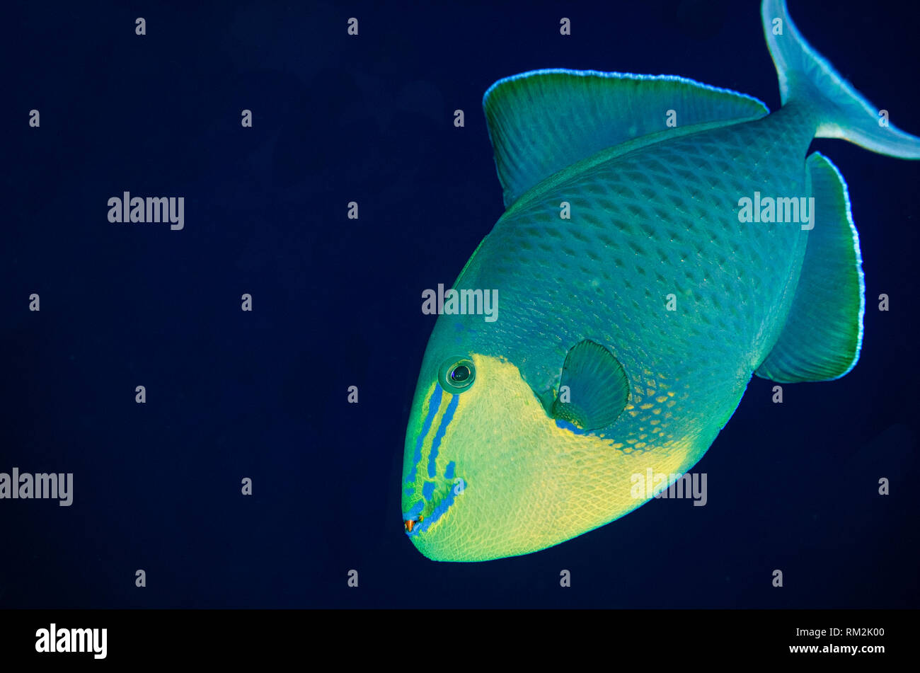 Redtooth Triggerfish, Odonus niger, Barracuda Rock dive site, Fiabacet ...