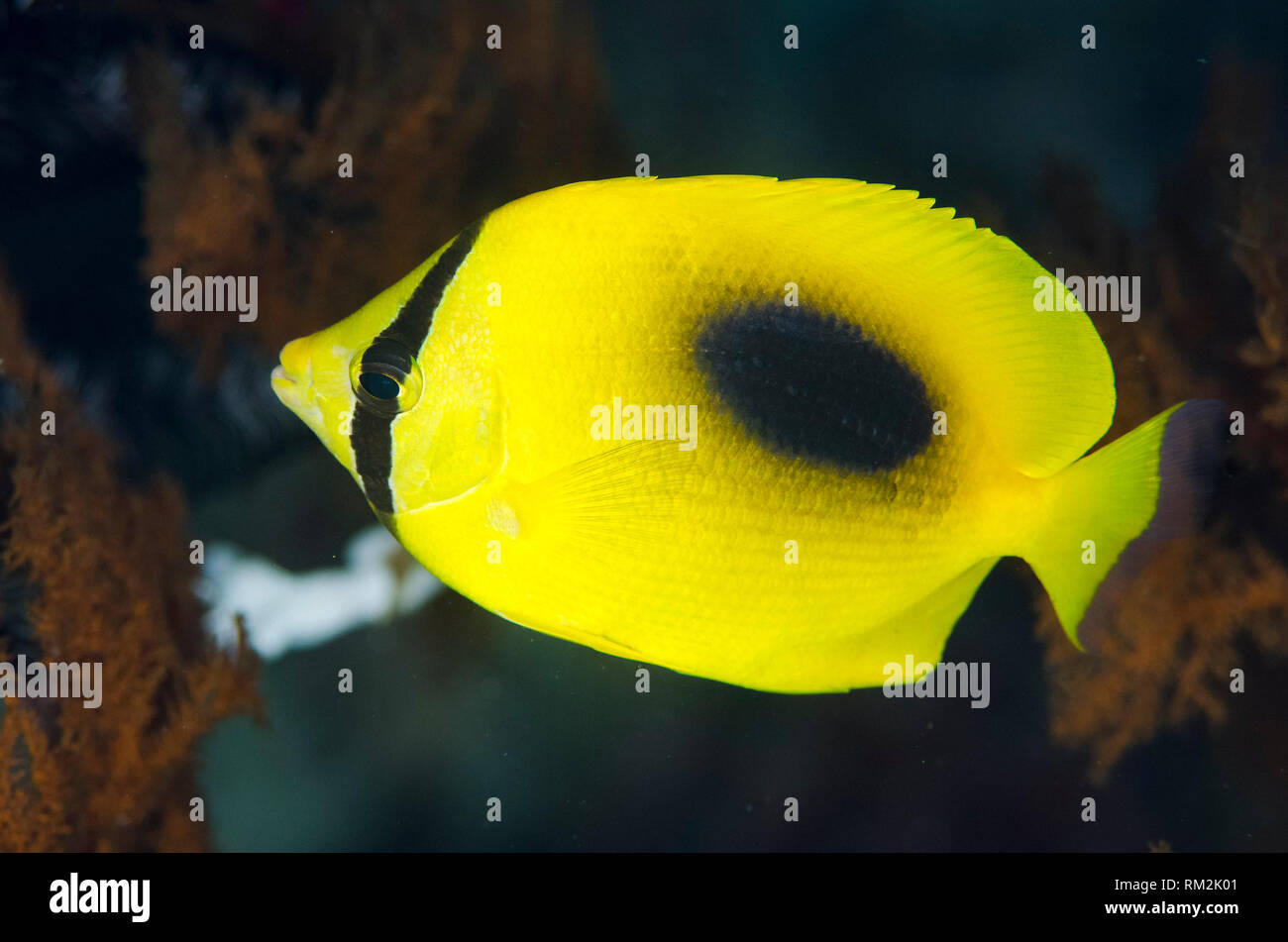 Oval-spot Butterflyfish, Chaetodon speculum, Neptune's Fan dive site ...