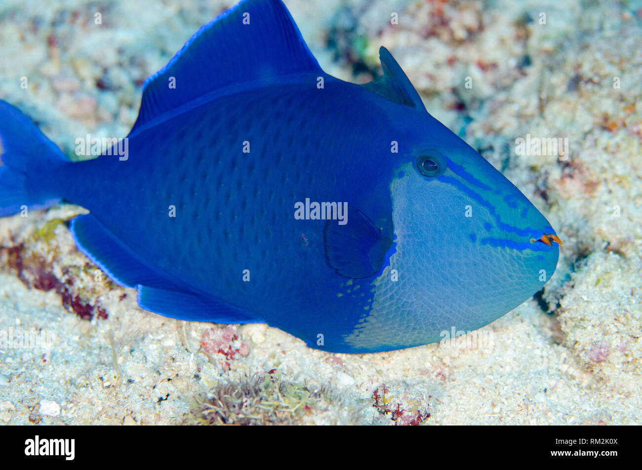 Redtooth Triggerfish, Odonus niger, Boo Rocks dive site, Boo Island ...