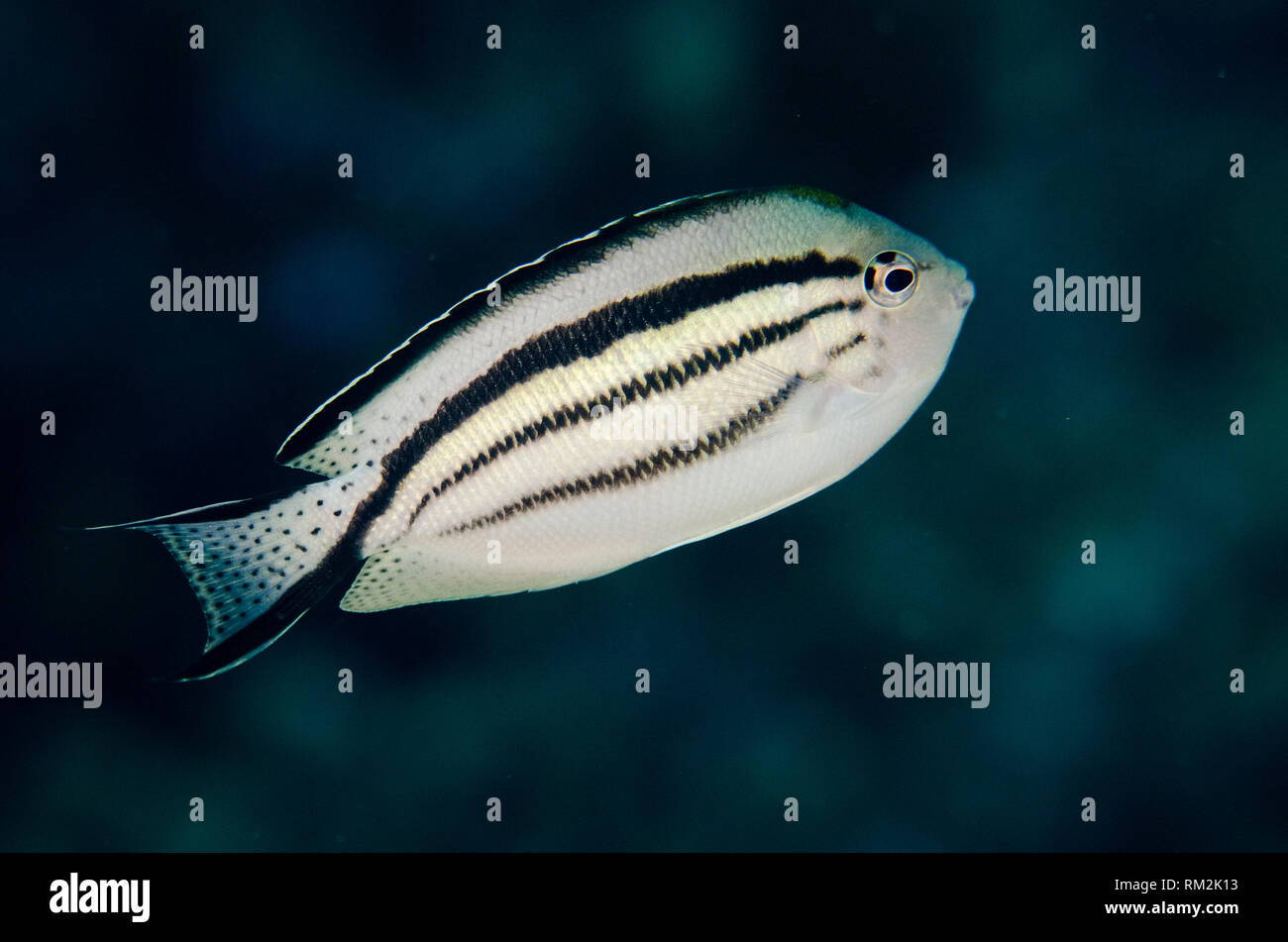 Blackstriped Angelfish, Genicanthus lamarck, juvenile, Boo Rocks dive ...
