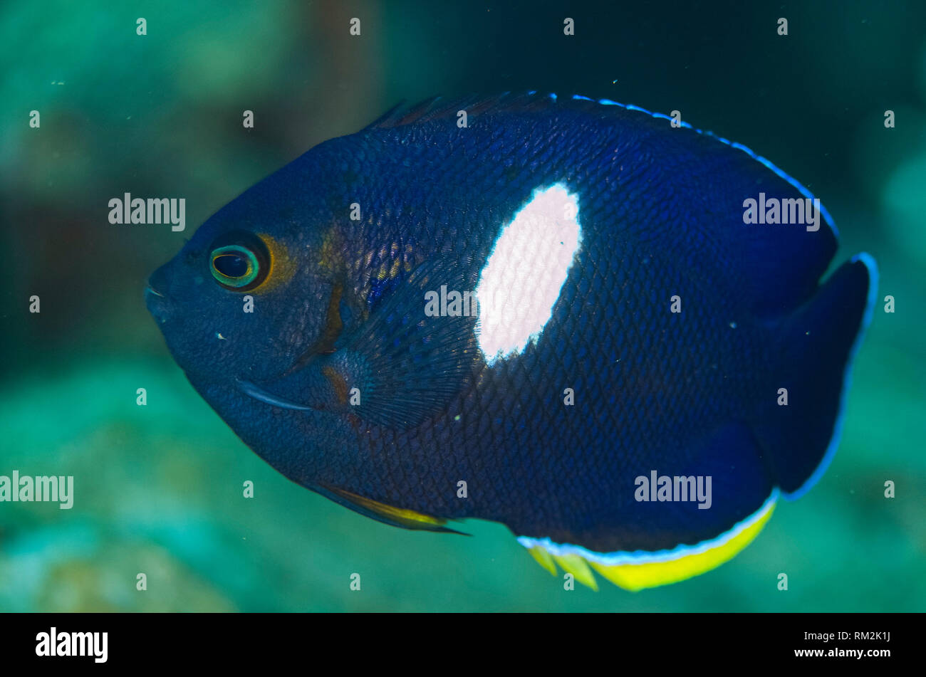 Keyhole Angelfish, Centropyge tibicen, Dropoff dive site, Candidasa ...