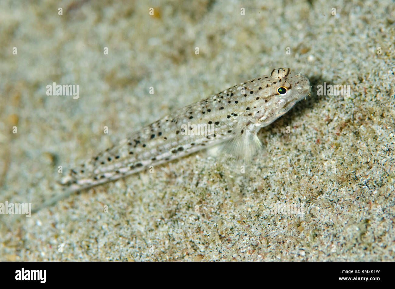 Goldmann's Sandgoby, Istigobius goldmanni, on sand, Candidasa, Bali ...