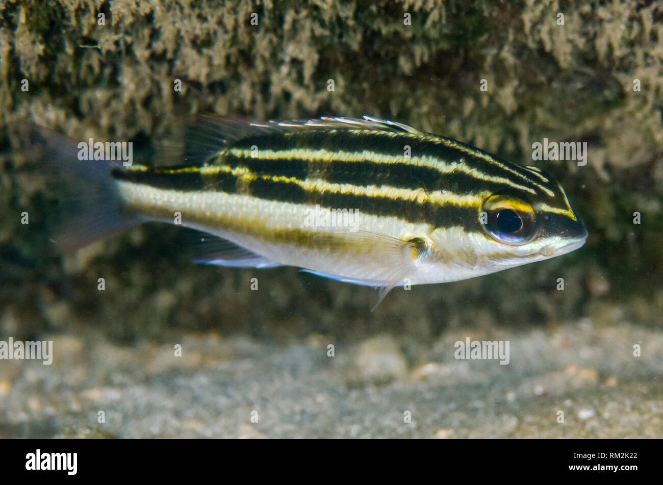 Striped Monocle Bream, Scolopsis lineata, Candidasa, Bali, Indonesia ...
