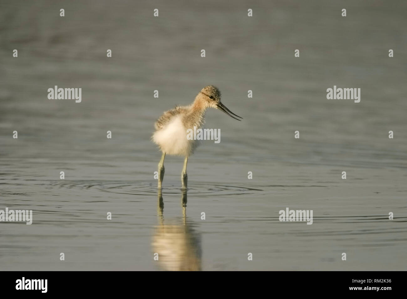 Avocet chick hi-res stock photography and images - Alamy