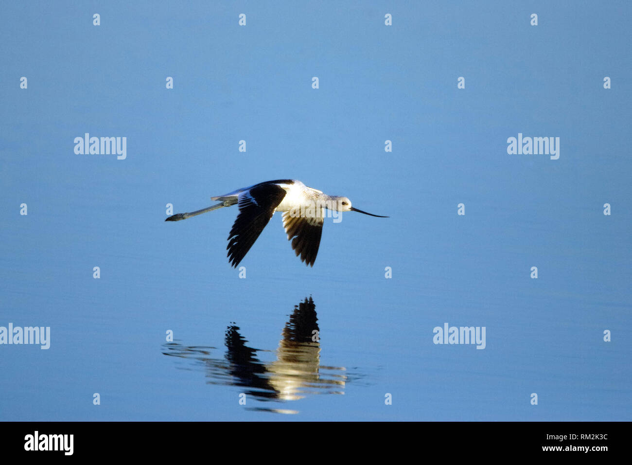 American Avocet Flying over Blue Water Stock Photo - Alamy