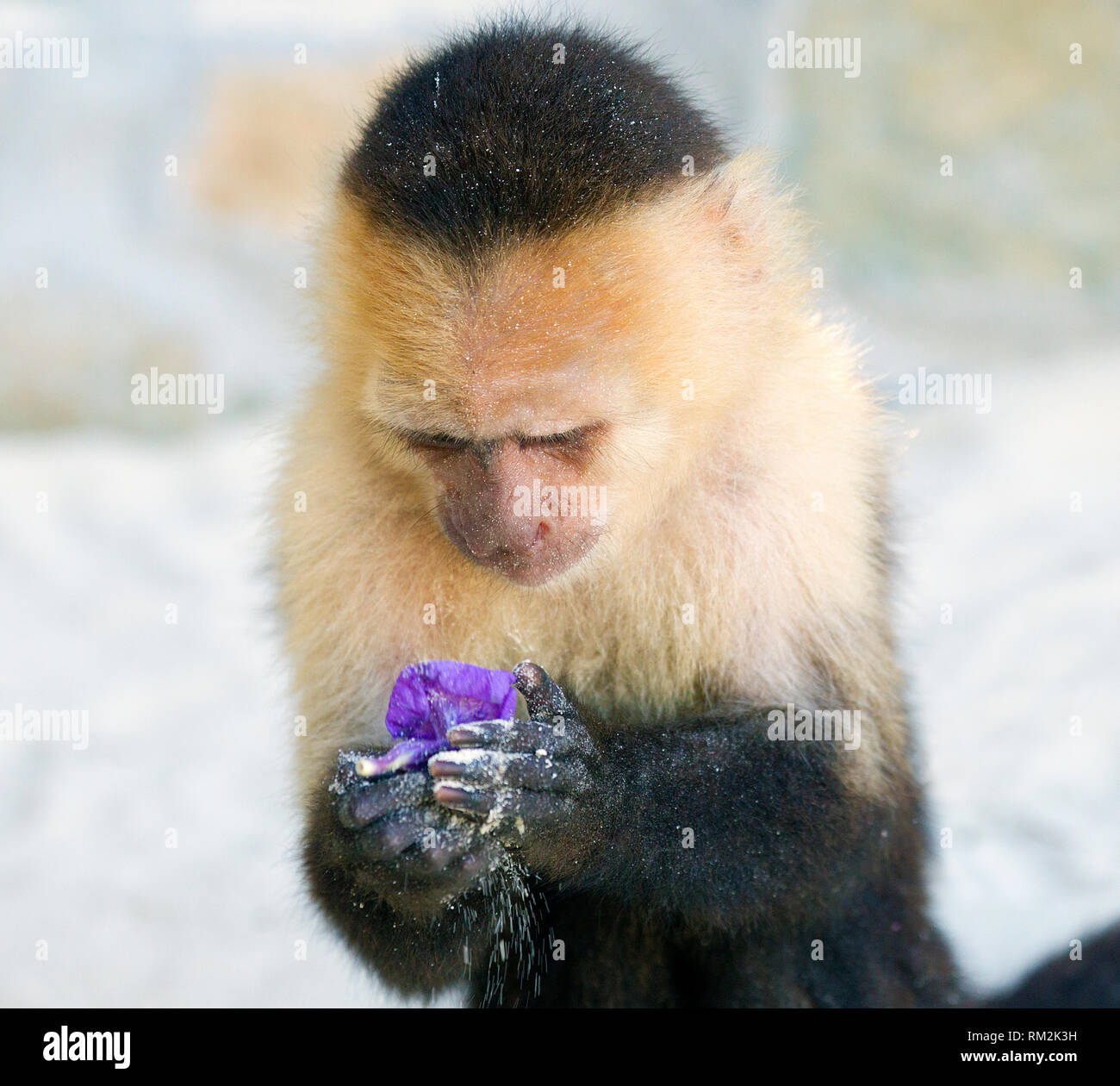 Capuchin Monkey Holding and Contemplating a Purple Flower Stock Photo ...