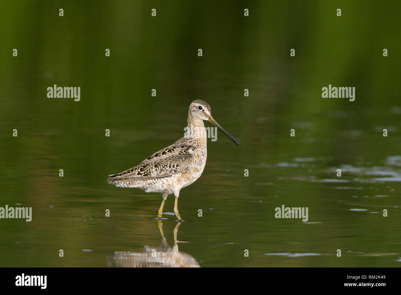Long billed Dowitcher Standing in Dark Green Water Stock Photo - Alamy