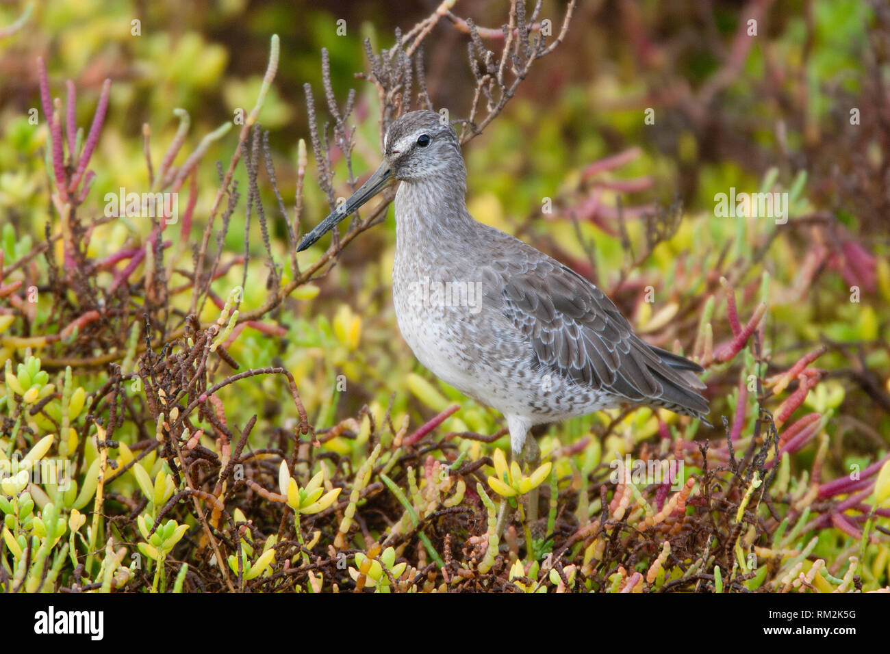 Long billed dowitcher standing in ice plants hi-res stock photography ...