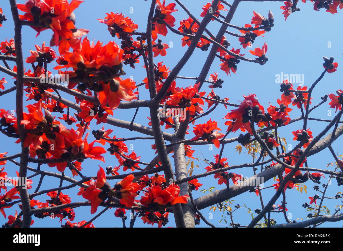 Red kapok flowers hi-res stock photography and images - Alamy