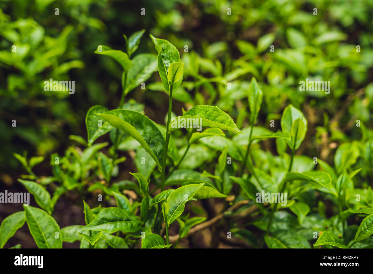 Green tea bud and fresh leaves. Tea plantations Stock Photo - Alamy