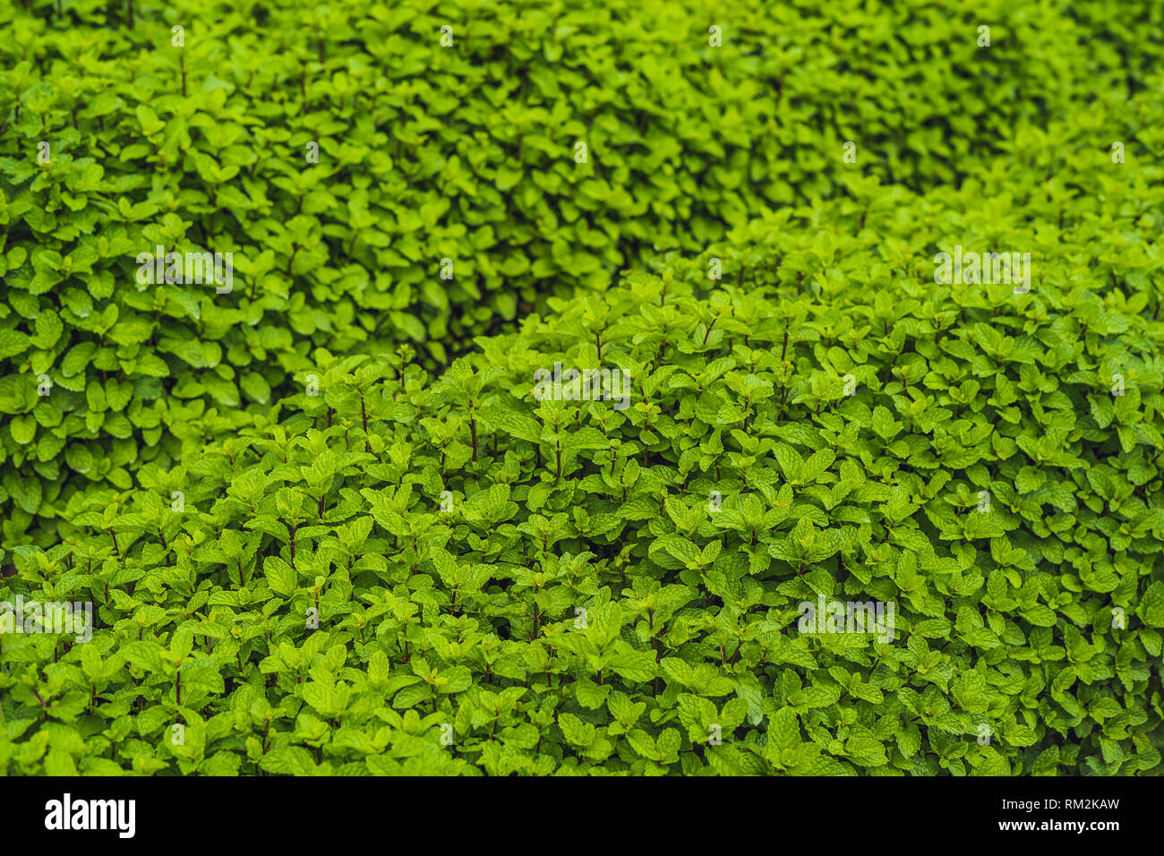 Peppermint plantation organic for background, Fresh mint growing at ...