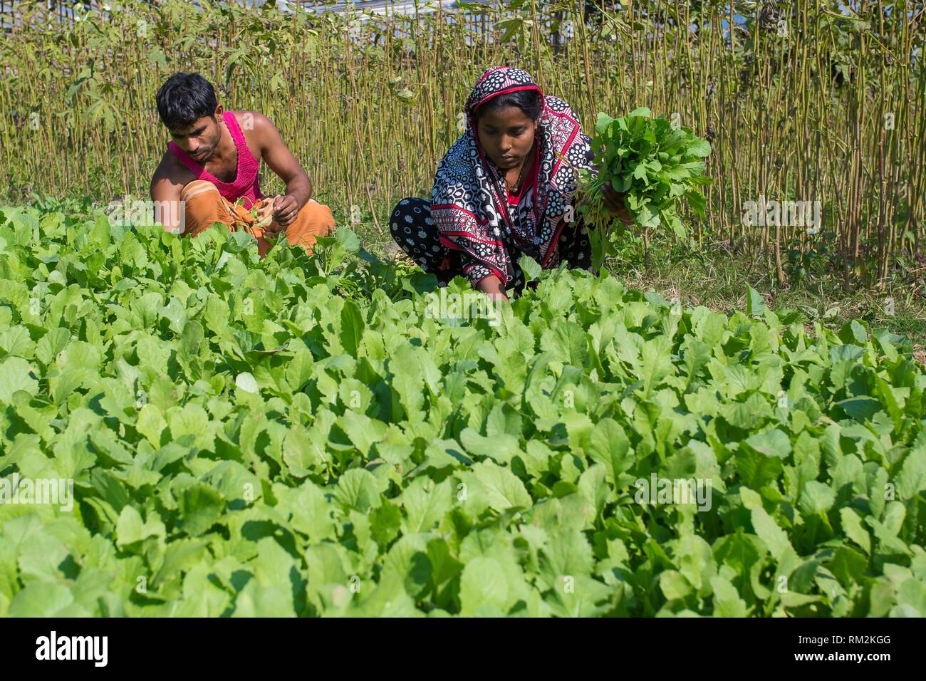 Bangladesh agriculture hi-res stock photography and images - Alamy