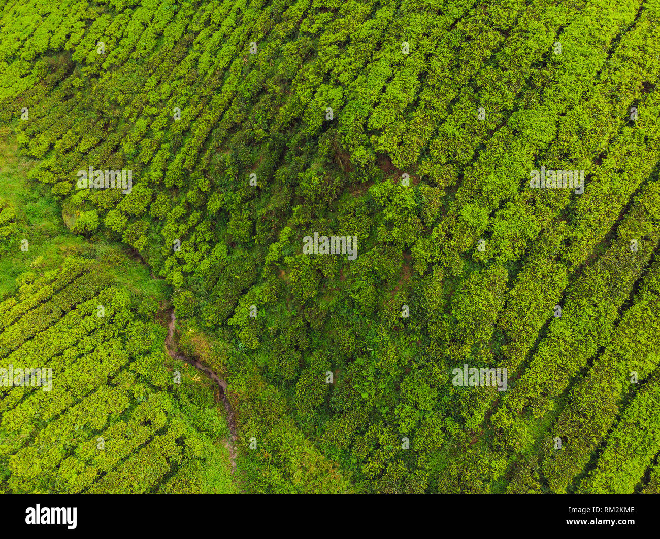 Aerial view of Tea plantation, Shot from drone Stock Photo - Alamy
