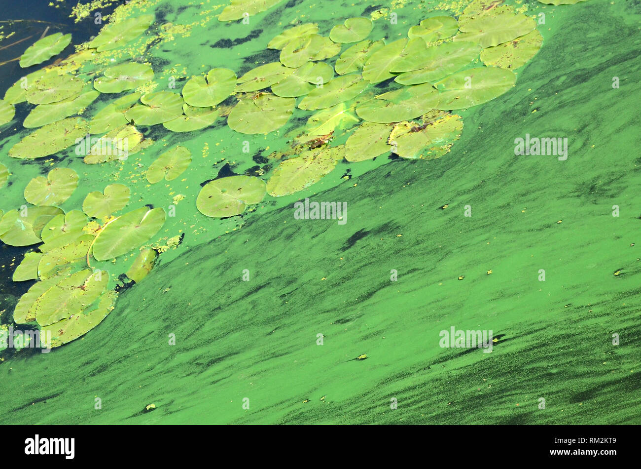 The surface of an old swamp covered with duckweed and lily leaves. Many ...