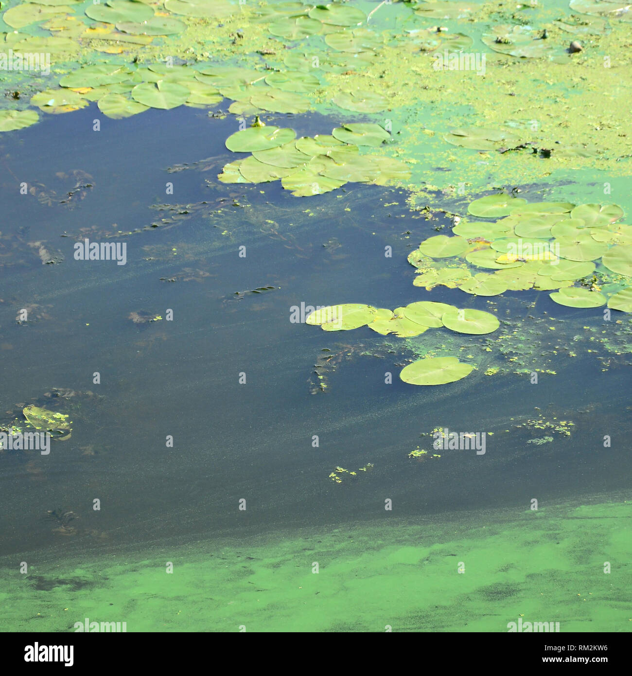 The surface of an old swamp covered with duckweed and lily leaves. Many ...