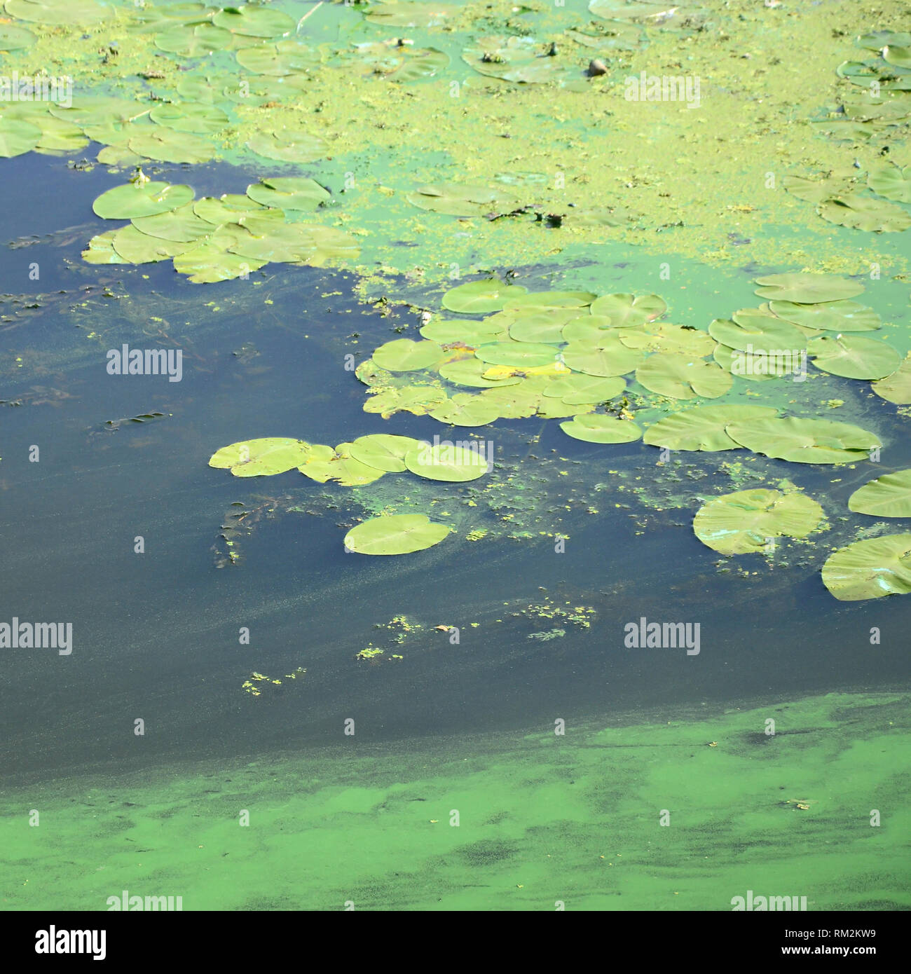 The surface of an old swamp covered with duckweed and lily leaves. Many ...