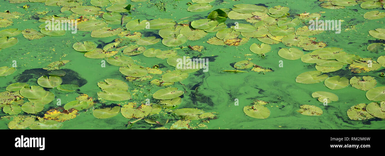 The surface of an old swamp covered with duckweed and lily leaves. Many ...