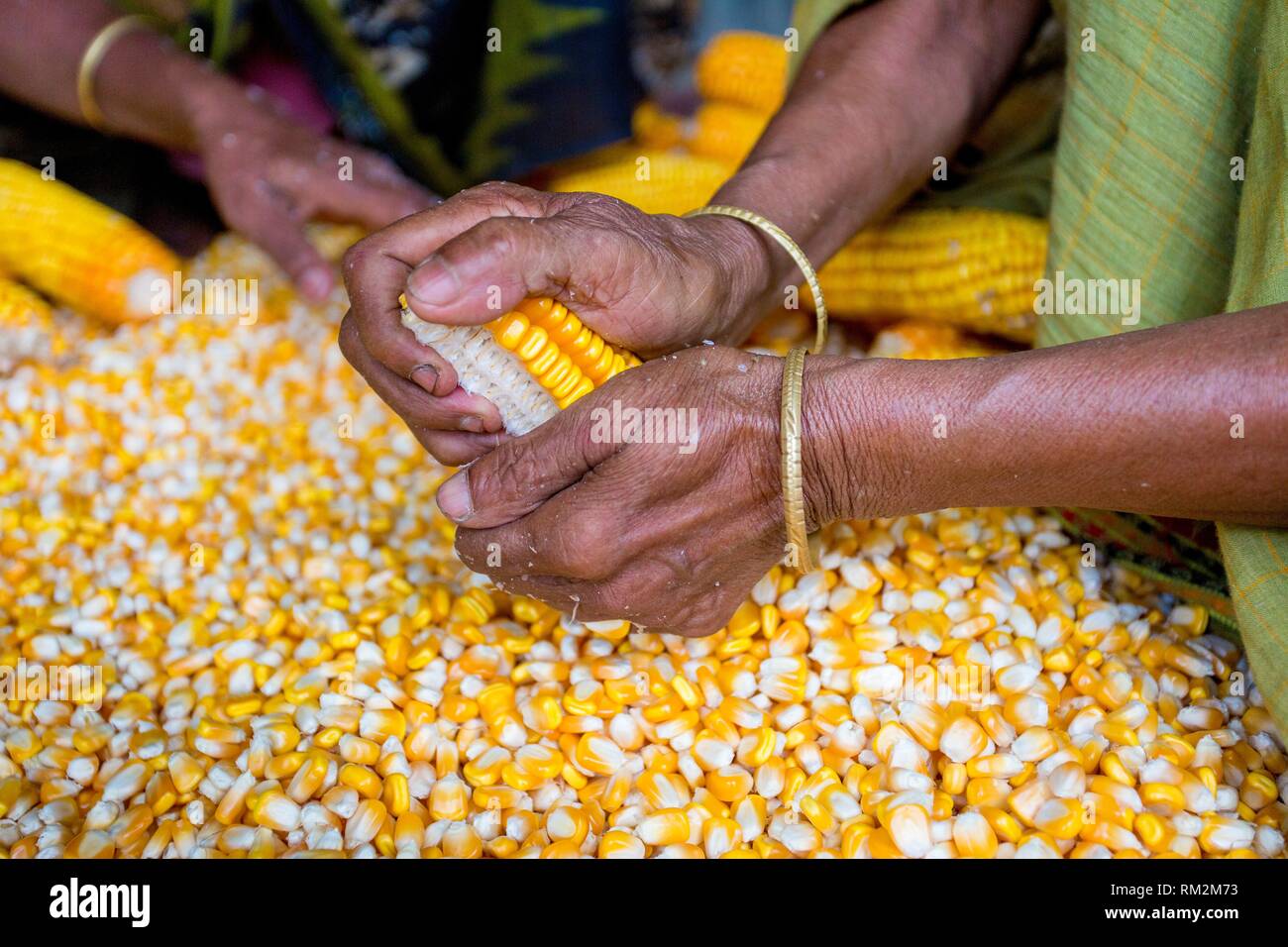 Wheat rice maize hi-res stock photography and images - Alamy