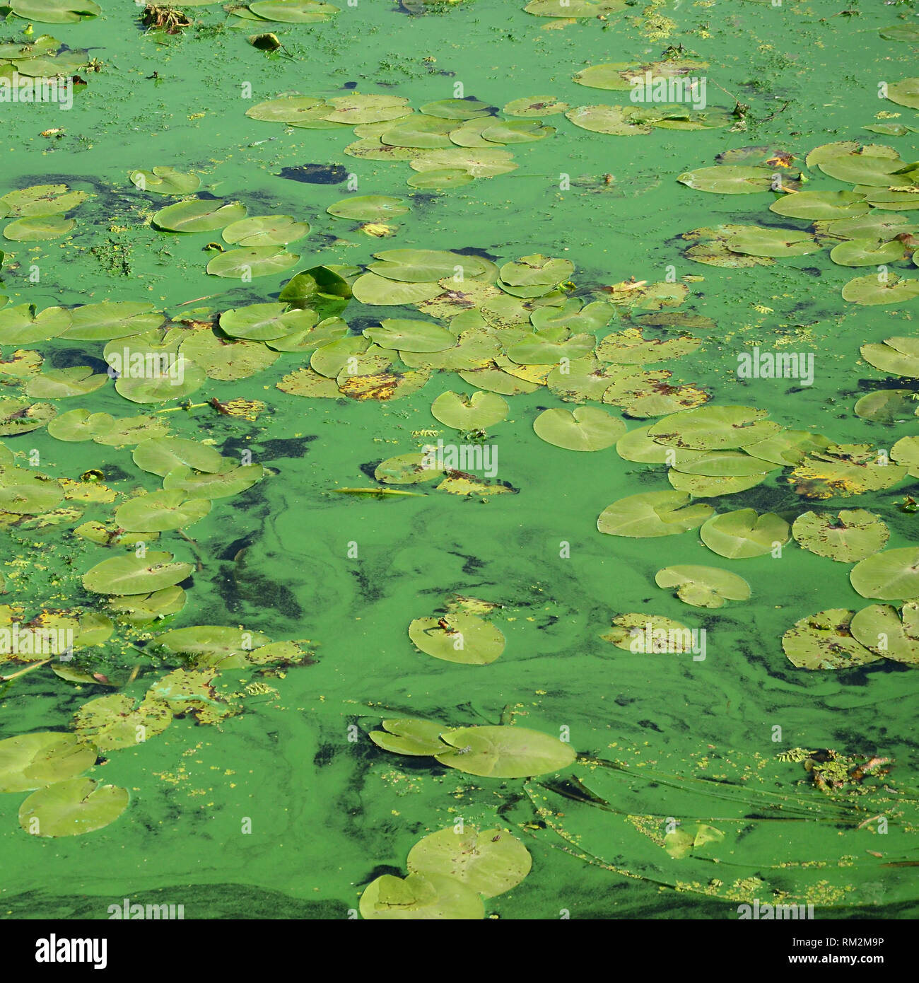 The surface of an old swamp covered with duckweed and lily leaves. Many ...