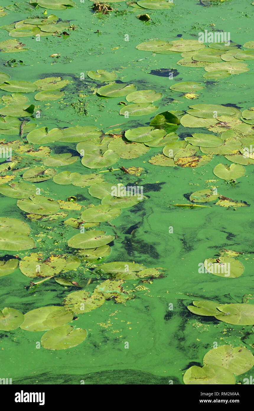 The surface of an old swamp covered with duckweed and lily leaves. Many ...