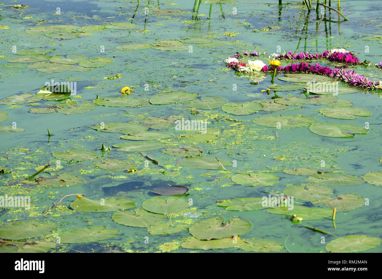 The surface of an old swamp covered with duckweed and lily leaves. Many ...