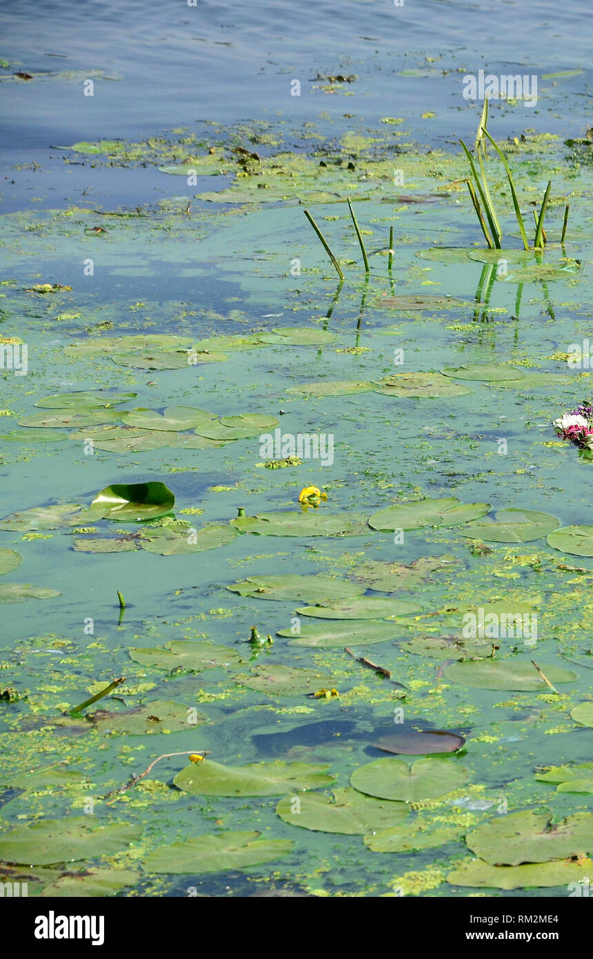 The surface of an old swamp covered with duckweed and lily leaves. Many ...