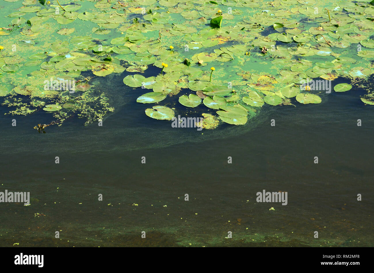 The surface of an old swamp covered with duckweed and lily leaves. Many ...