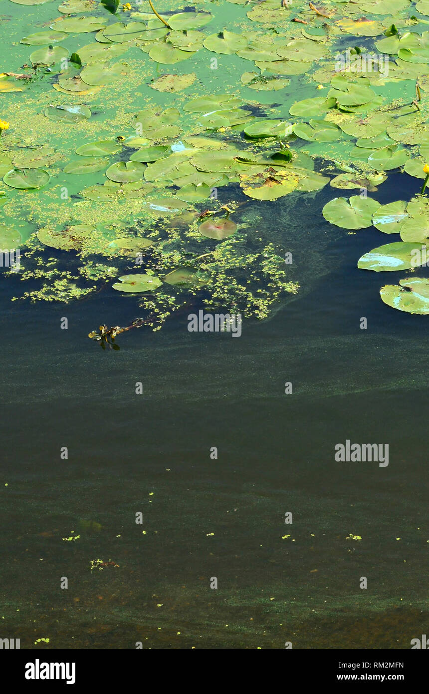 The surface of an old swamp covered with duckweed and lily leaves. Many ...