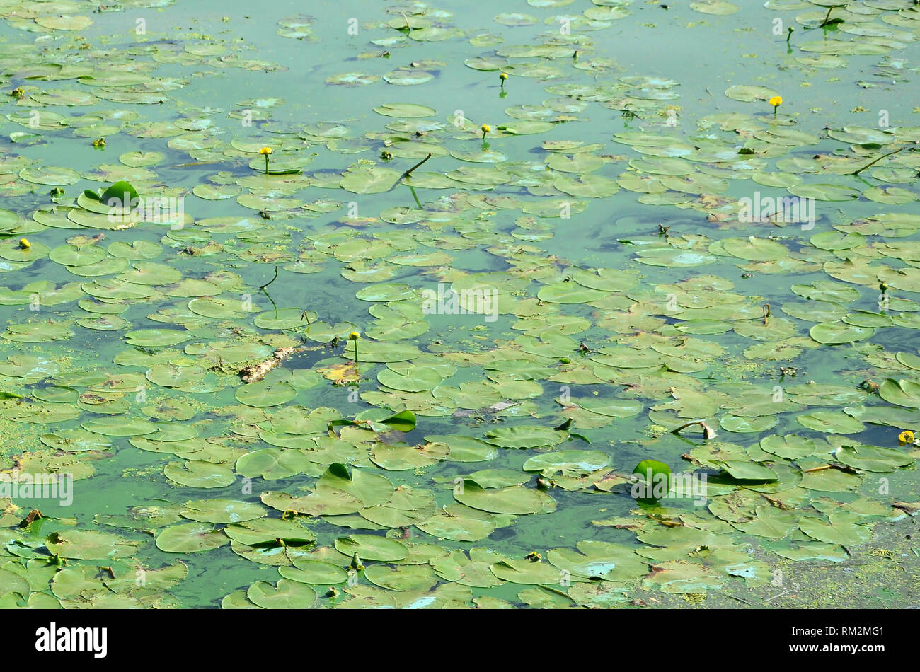 The surface of an old swamp covered with duckweed and lily leaves. Many ...