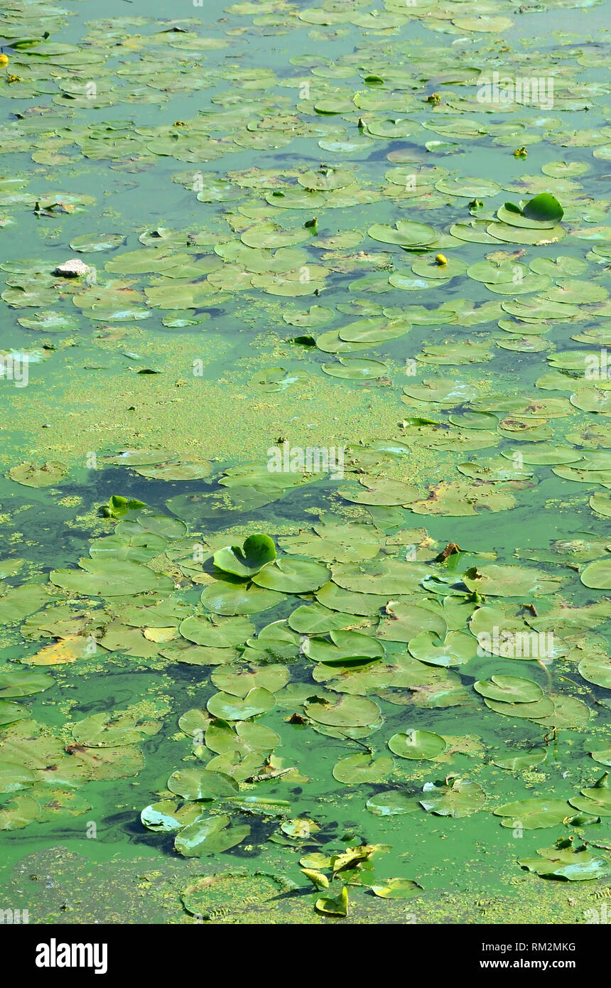 The surface of an old swamp covered with duckweed and lily leaves. Many ...