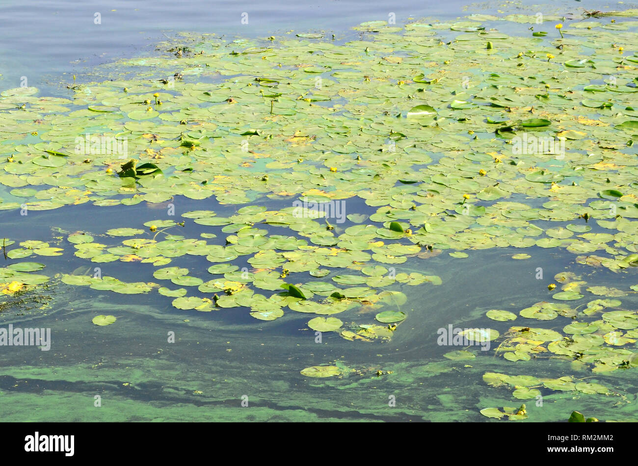 The surface of an old swamp covered with duckweed and lily leaves. Many ...