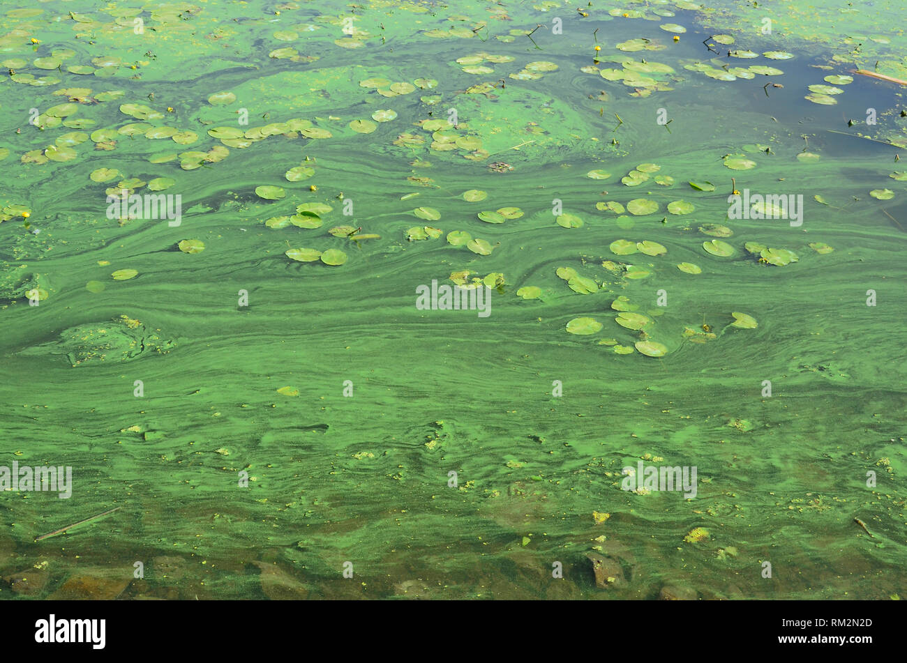 The surface of an old swamp covered with duckweed and lily leaves. Many ...