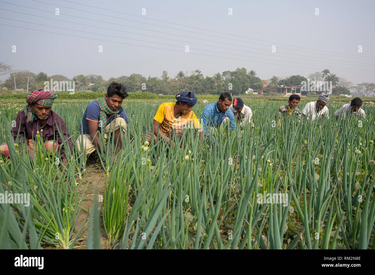 Onion field harvesting hi-res stock photography and images - Alamy