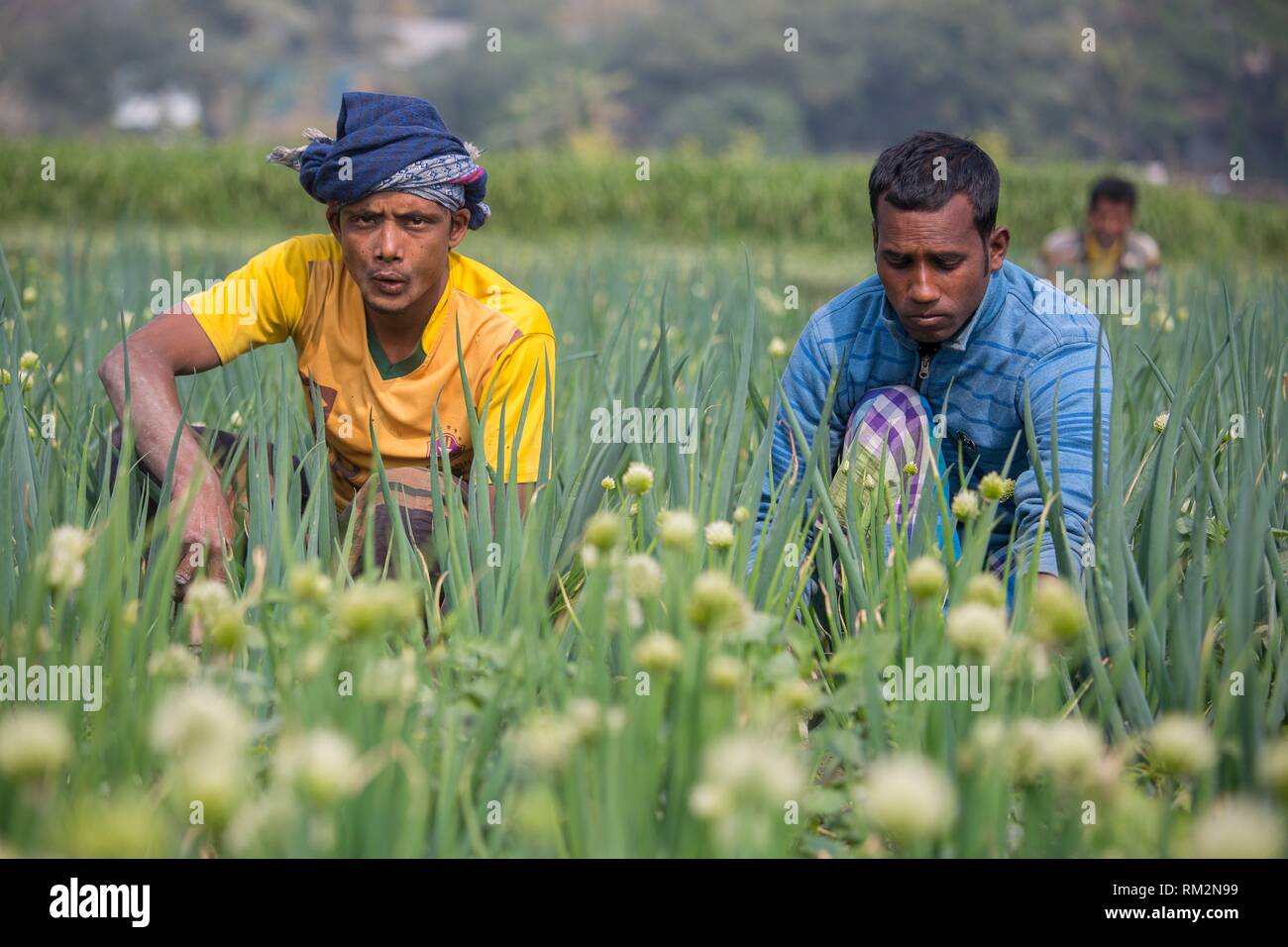 Bangladeshi labor working on onion cultivation field at Savar ...