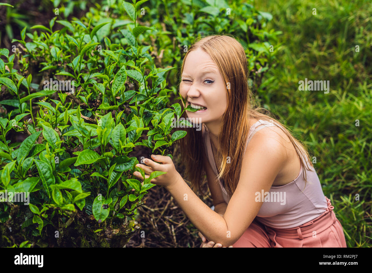 Women tourist at a tea plantation. Natural selected, Fresh tea leaves ...
