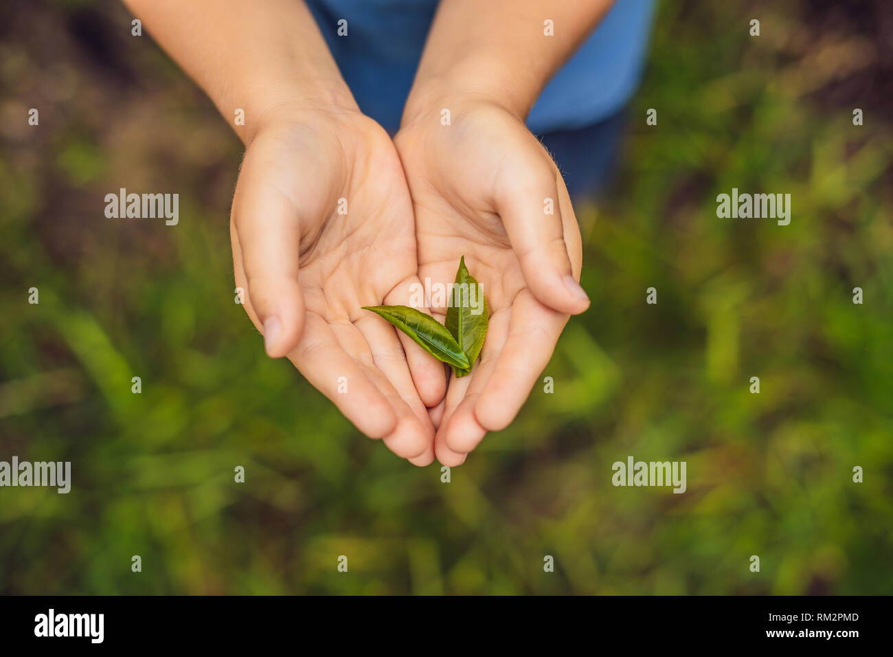 Child's hands picking up tea leaves at a tea plantation for product ...