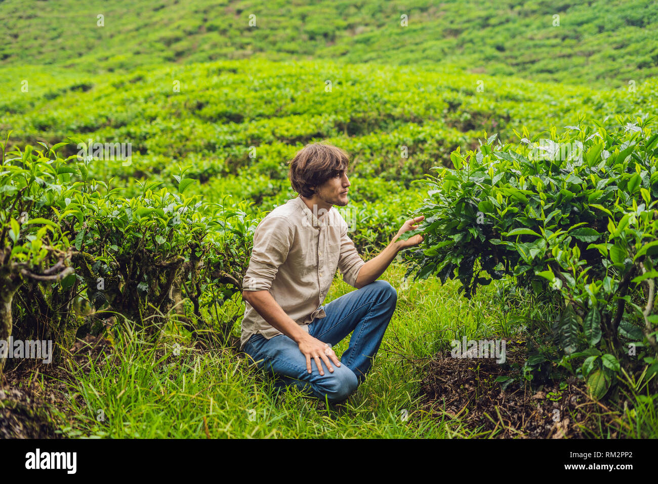 Men tourist at a tea plantation. Natural selected, Fresh tea leaves in ...