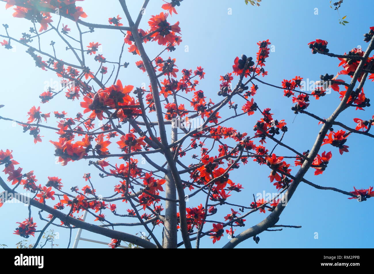 Red kapok hi-res stock photography and images - Alamy