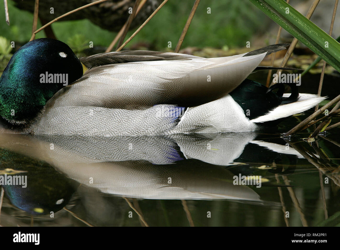 Mallard Drake Feather Closeup Stock Photo - Alamy