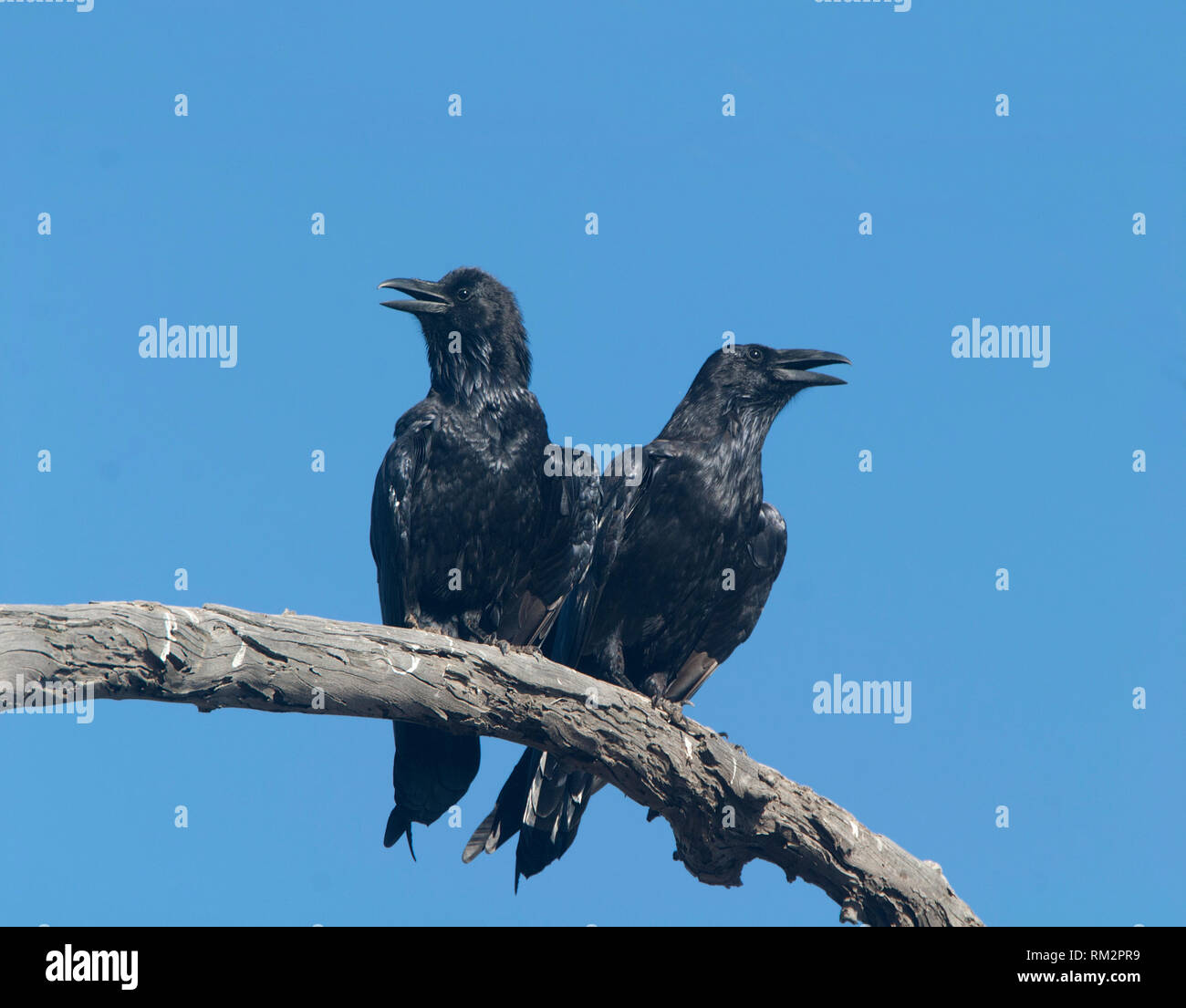 Corvus corax pair hi-res stock photography and images - Alamy